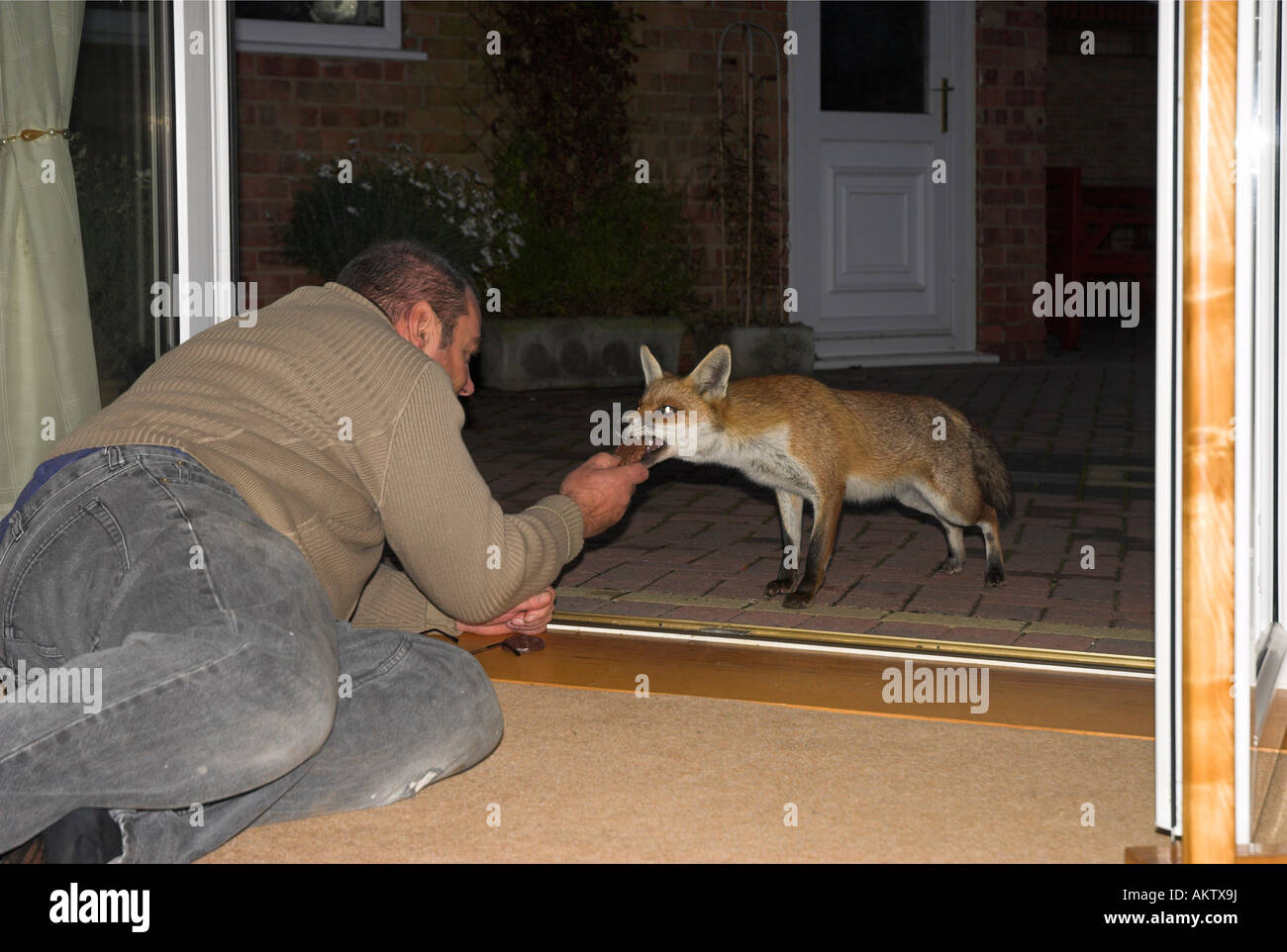 Hand feeding garden foxes (Vulpes vulpes) in the house doorway Stock ...