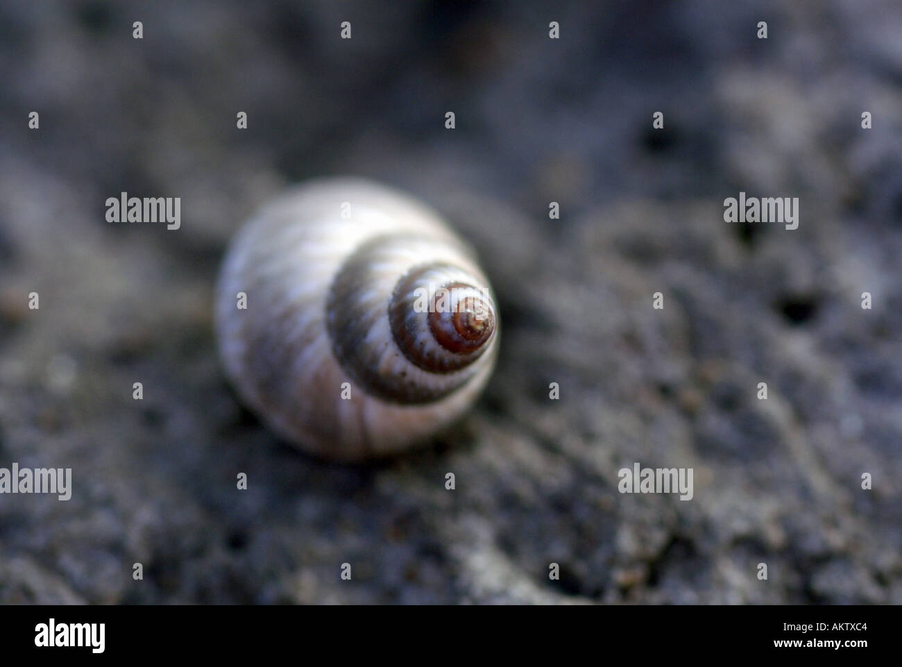 Fuzzy shell hi-res stock photography and images - Alamy