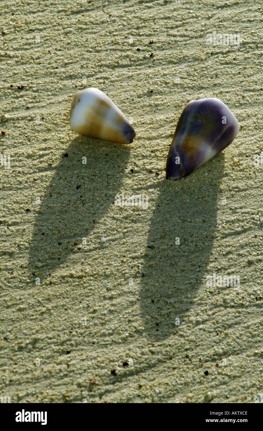 Two shells hi-res stock photography and images - Alamy