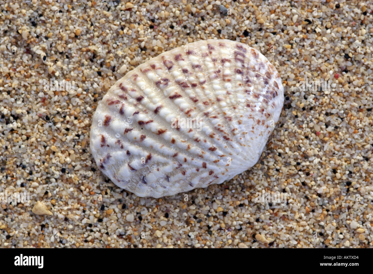 shell on the beach Stock Photo - Alamy
