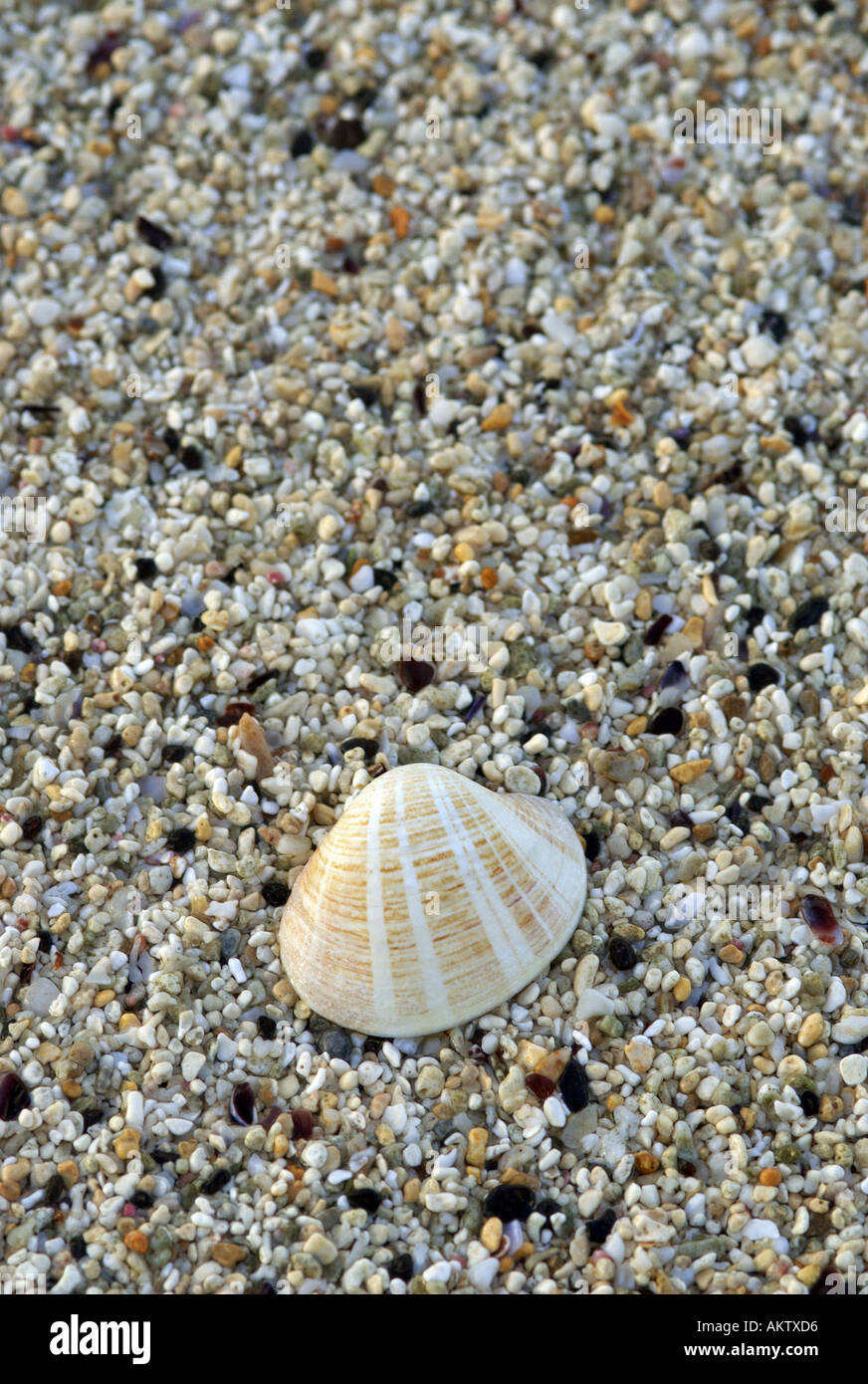 small shell on the beach Stock Photo - Alamy