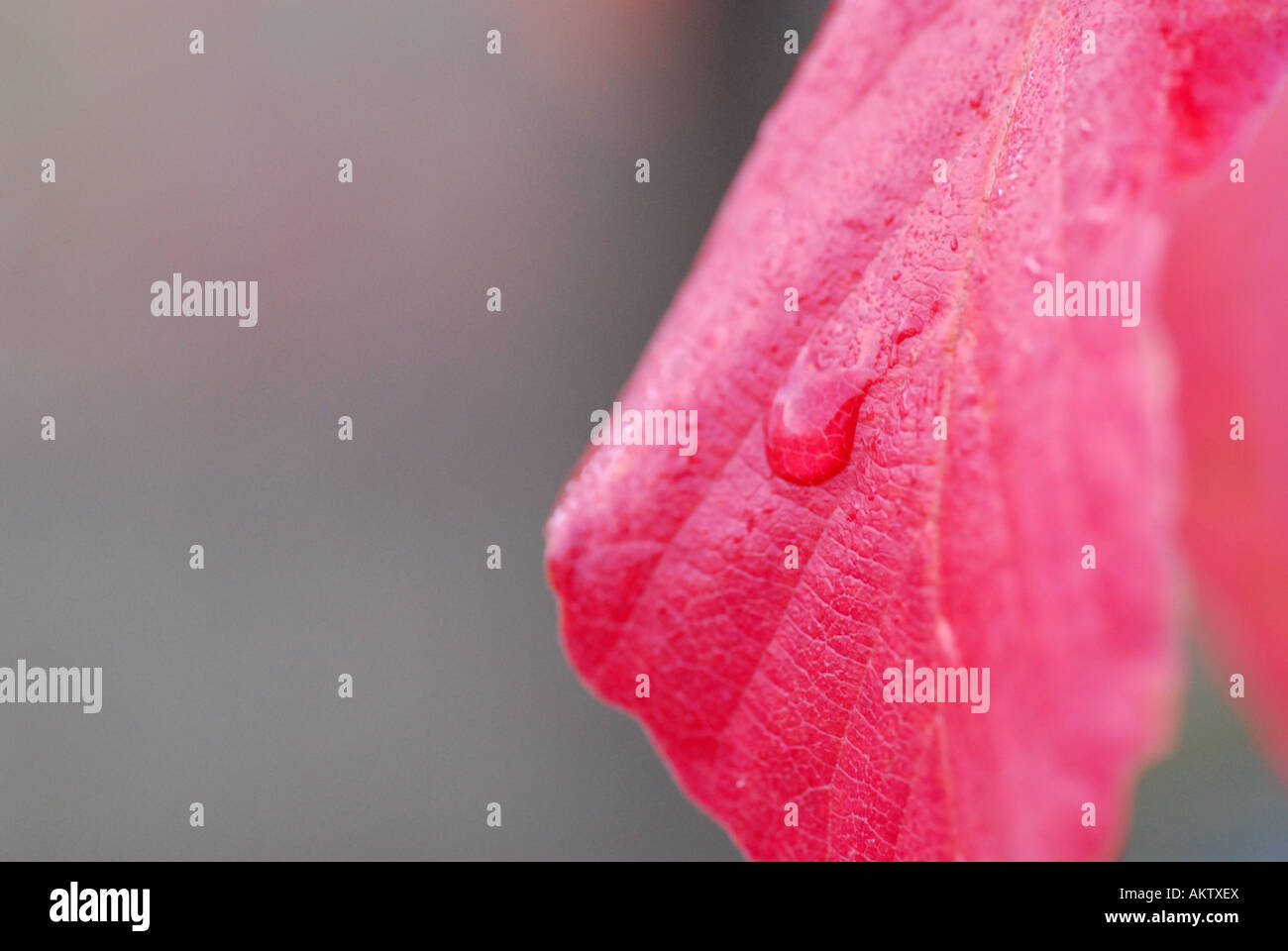 Rain drop on leaf Stock Photo - Alamy