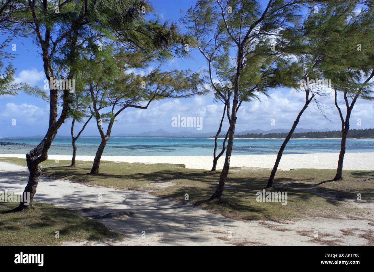 casuarina trees along beach Stock Photo - Alamy
