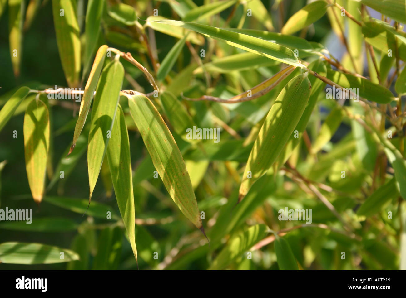 bamboo cane type leaf Stock Photo - Alamy