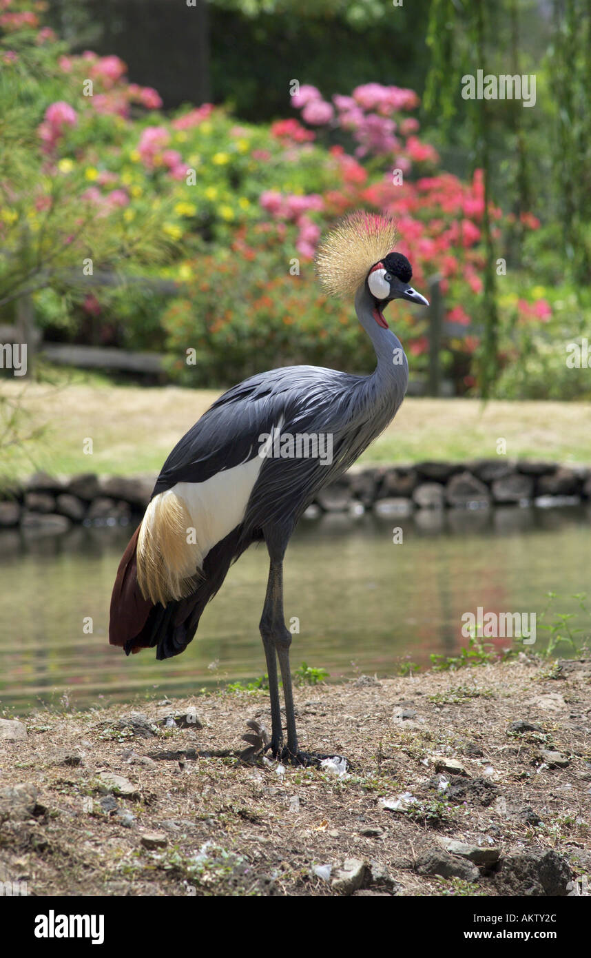 african crowned crane Stock Photo - Alamy