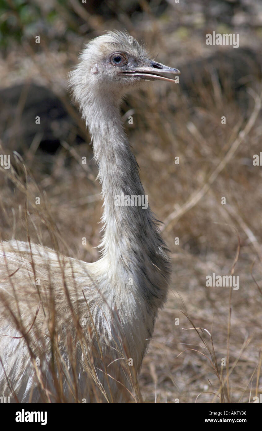 emu flightless bird Stock Photo - Alamy