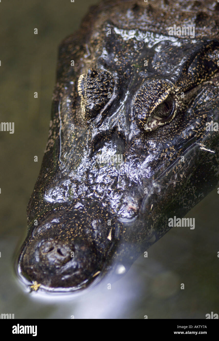 Young common caiman hi-res stock photography and images - Alamy