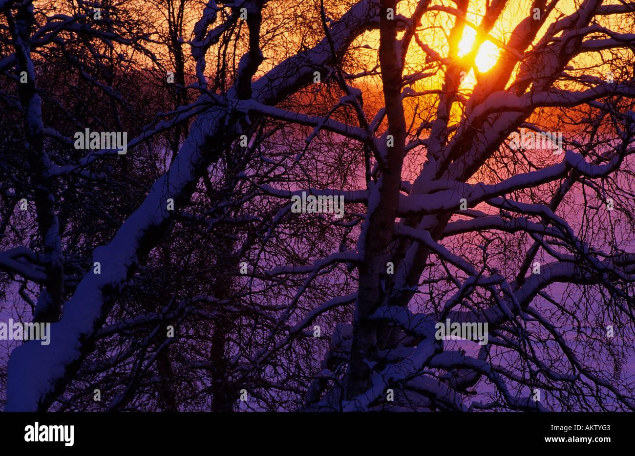 Sun shining through tree Stock Photo - Alamy