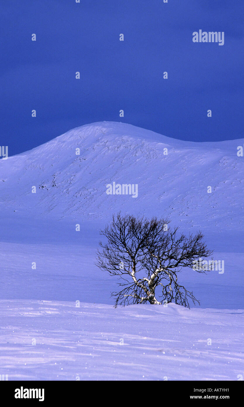 Birch tree in front of Mount Salsfjellet. Hedmark fylke, Norway Stock ...
