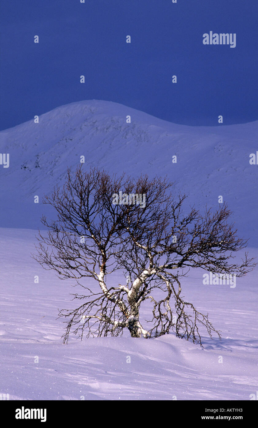 Birch tree in front of Mount Salsfjellet. Hedmark fylke, Norway Stock ...