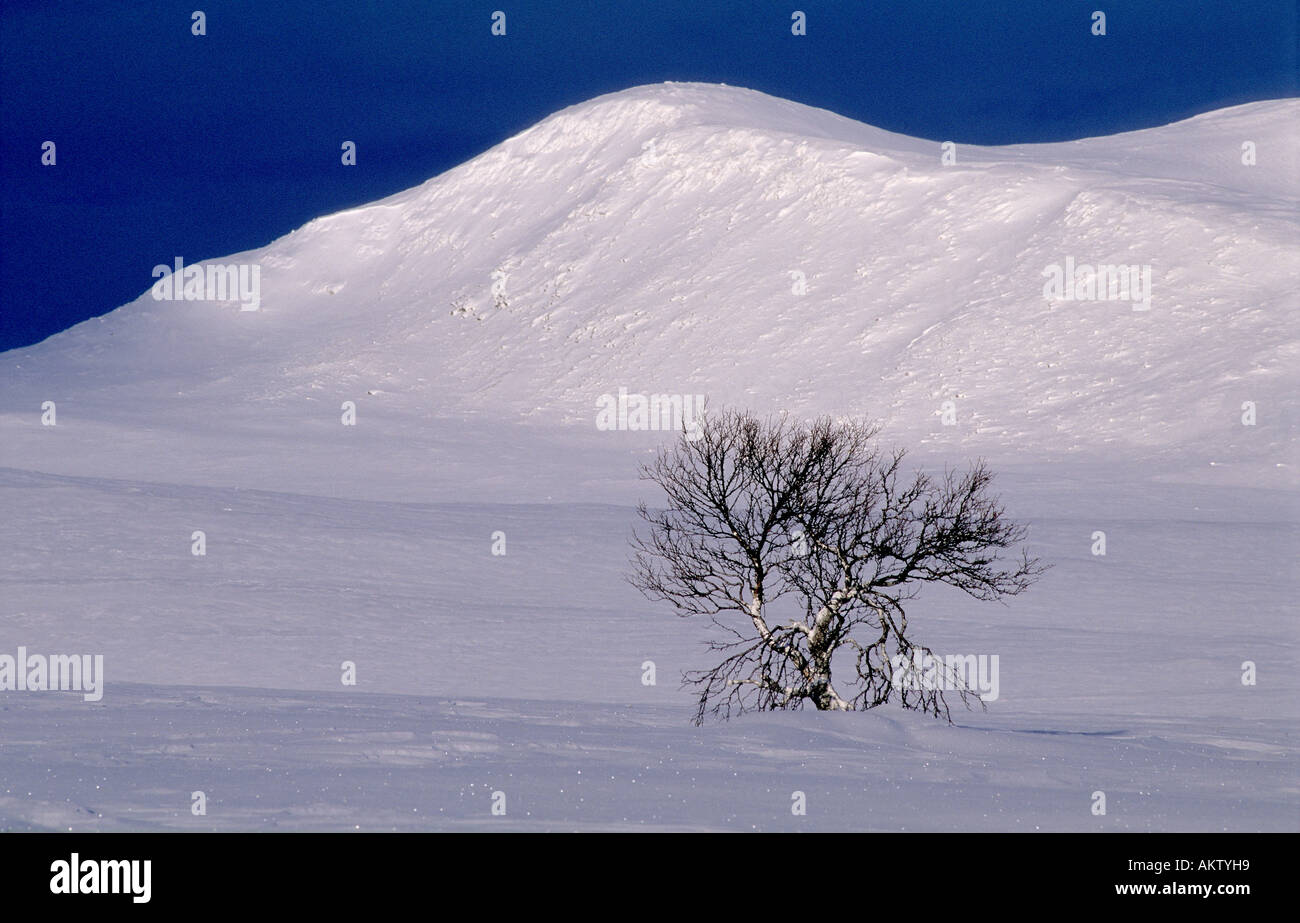 Birch tree in front of mount Salsfjellet . Hedmark fylke , Norway Stock ...