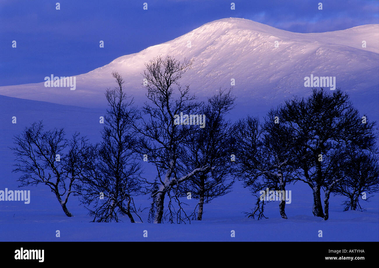 Birch trees in front of mount Salsfjellet . Hedmark fylke , Norway ...