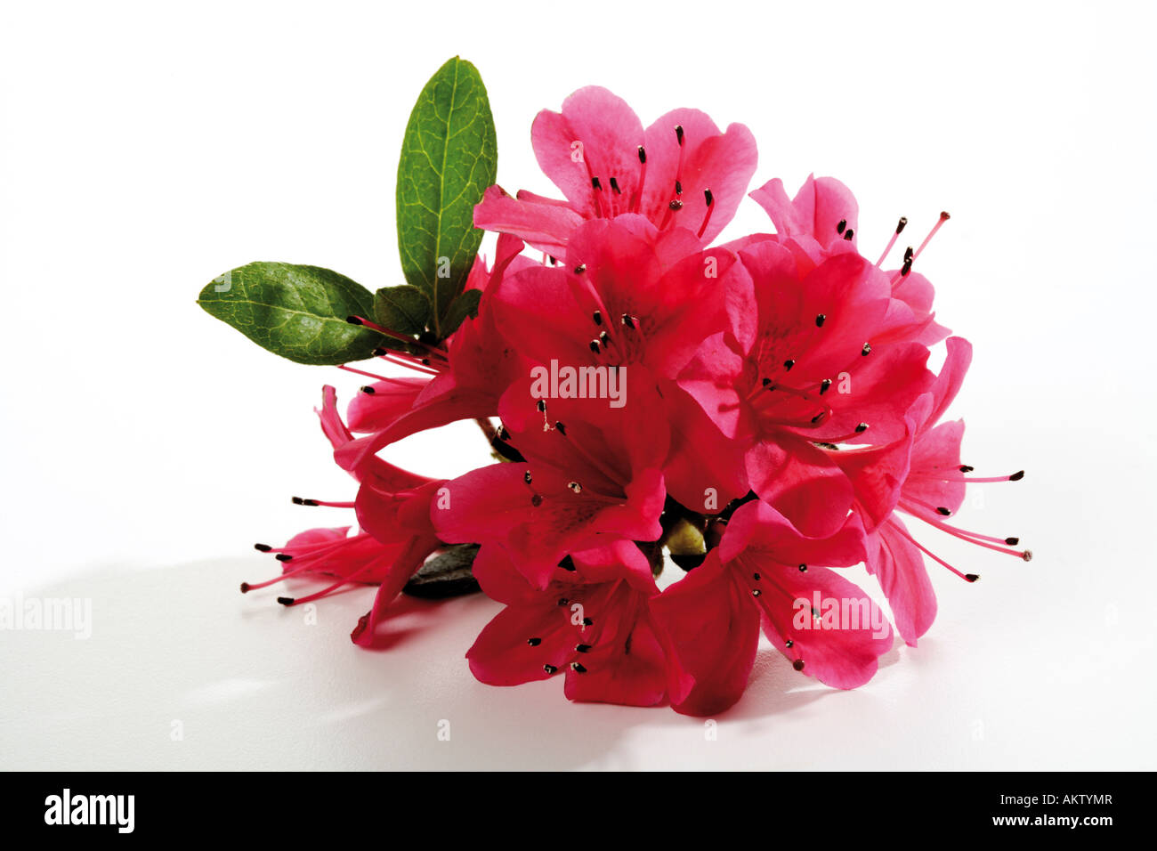 Azalea, Rhododendron simsii, close-up Stock Photo - Alamy