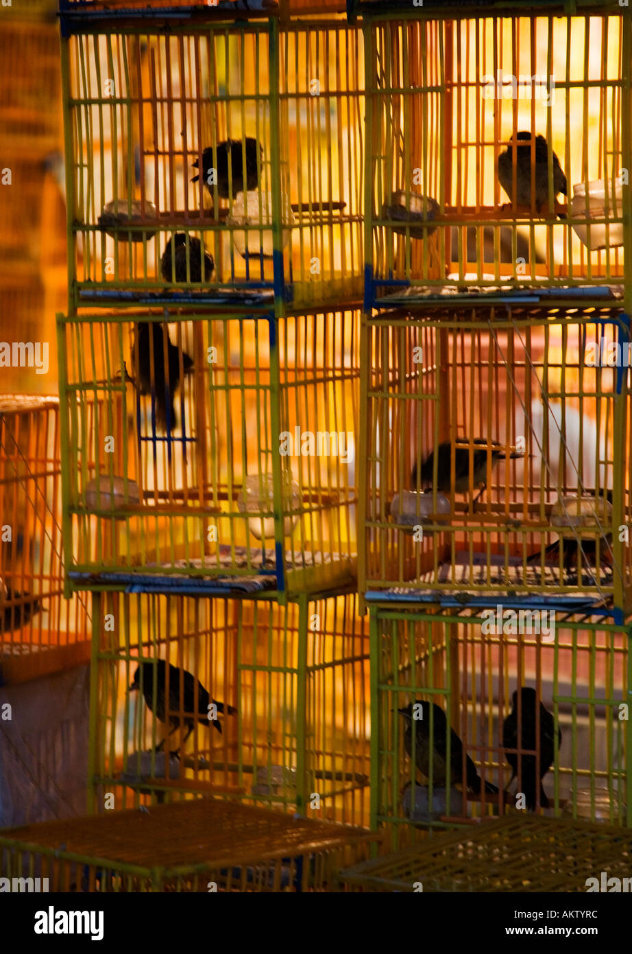 hong kong bird market Stock Photo - Alamy