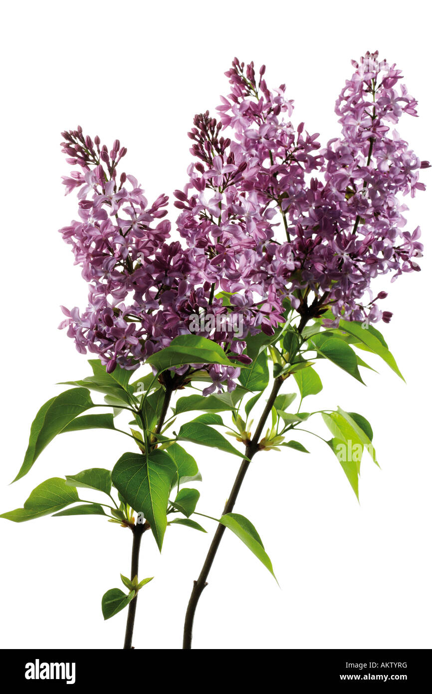 Closeup shot lilac Cut Out Stock Images & Pictures - Alamy