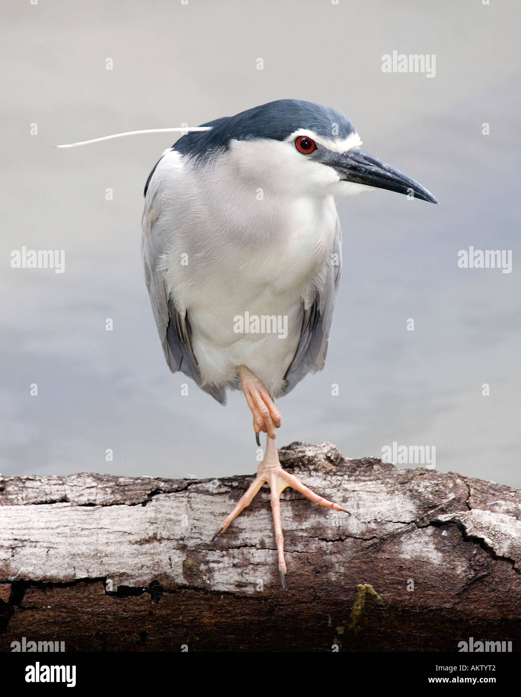 Hong Kong Wetland Park Birds High Resolution Stock Photography and ...