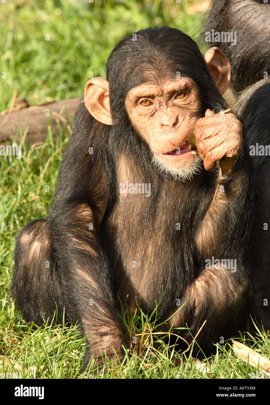 Chimps hi-res stock photography and images - Alamy
