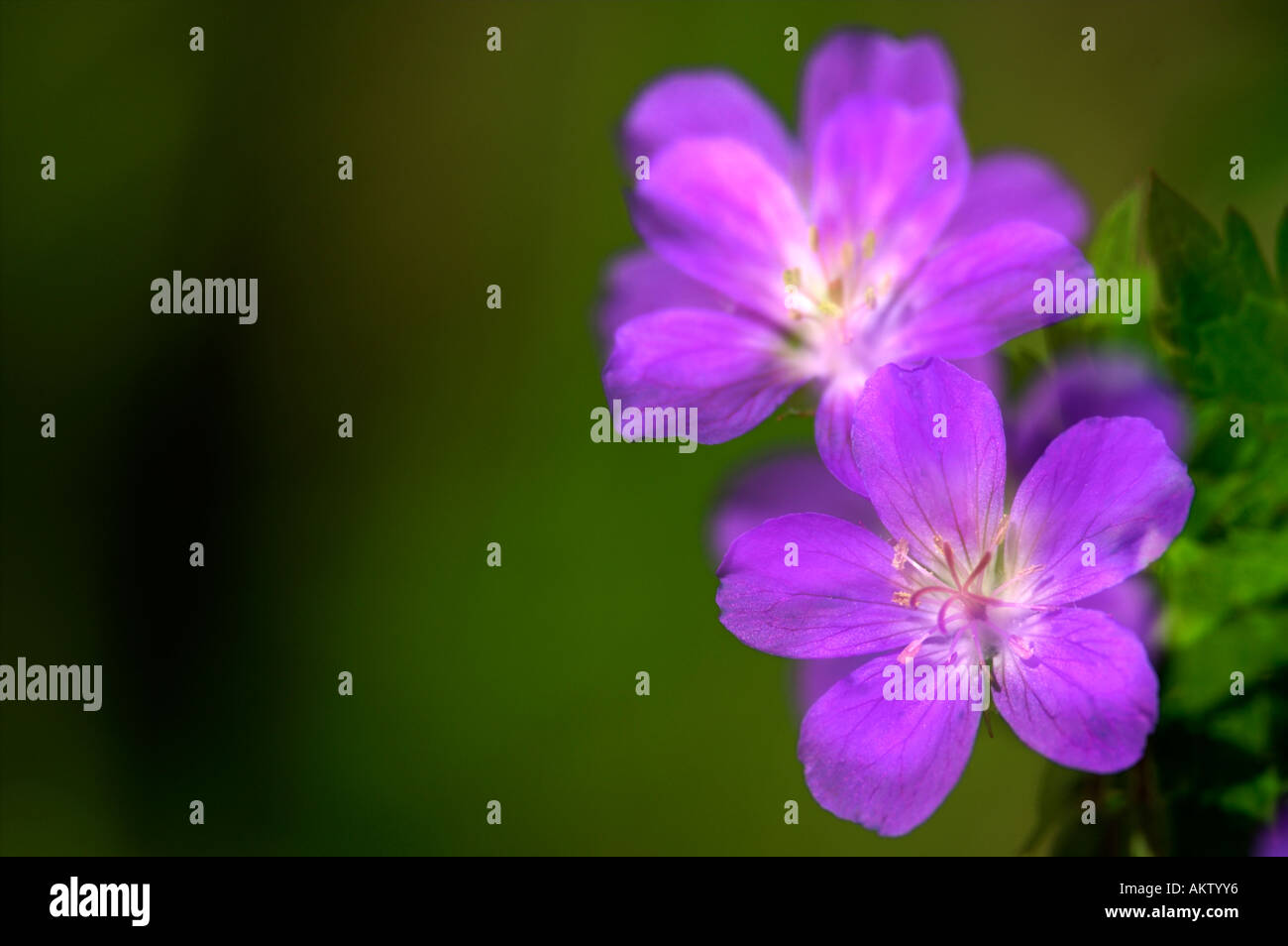 Wood cranesbill geranium sylvaticum Stock Photo - Alamy
