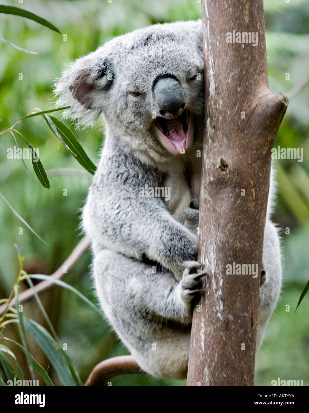 Fluffy koala hi-res stock photography and images - Alamy