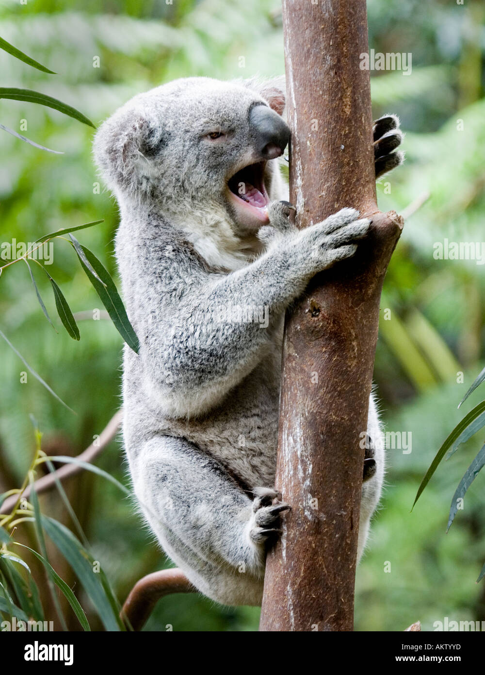 Yawning Koala Koala Phascolarctos Cinereus, Single Adult Yawning