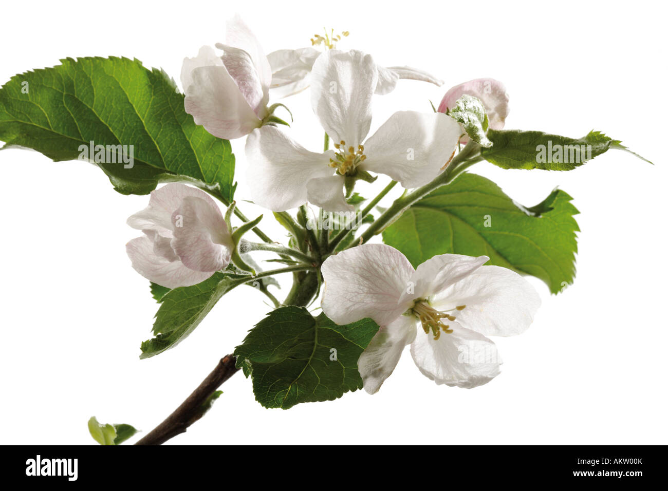 Apple flowers, close-up Stock Photo - Alamy
