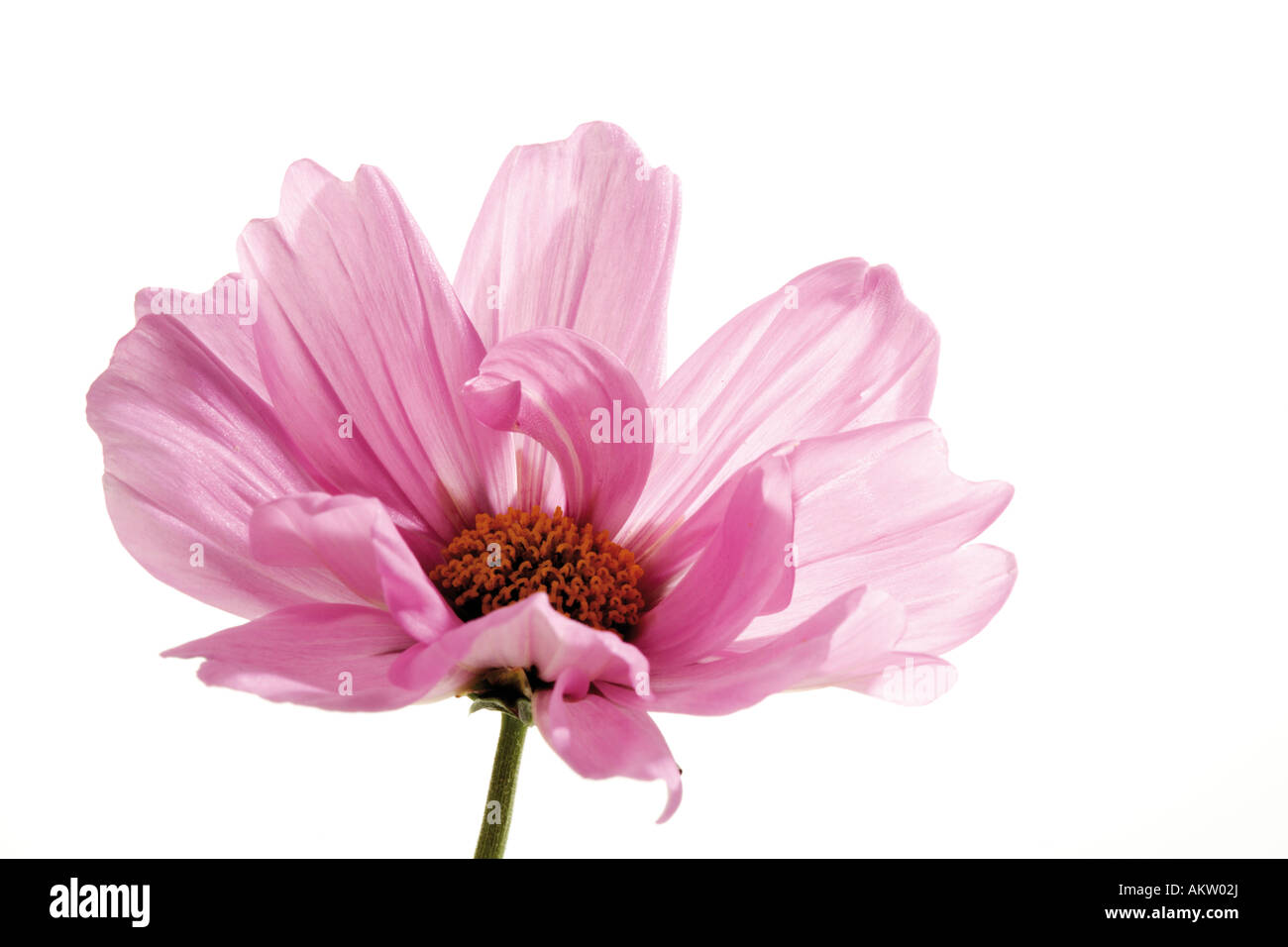 Cosmos growth Cut Out Stock Images & Pictures - Alamy