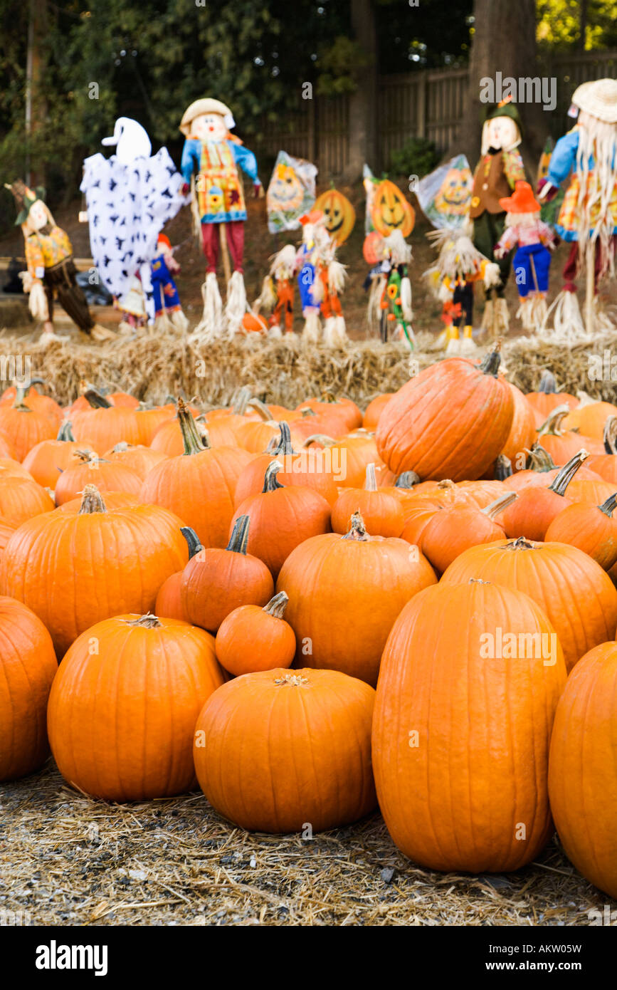 Group of pumpkins sitting on ground at farmers market with yard ...