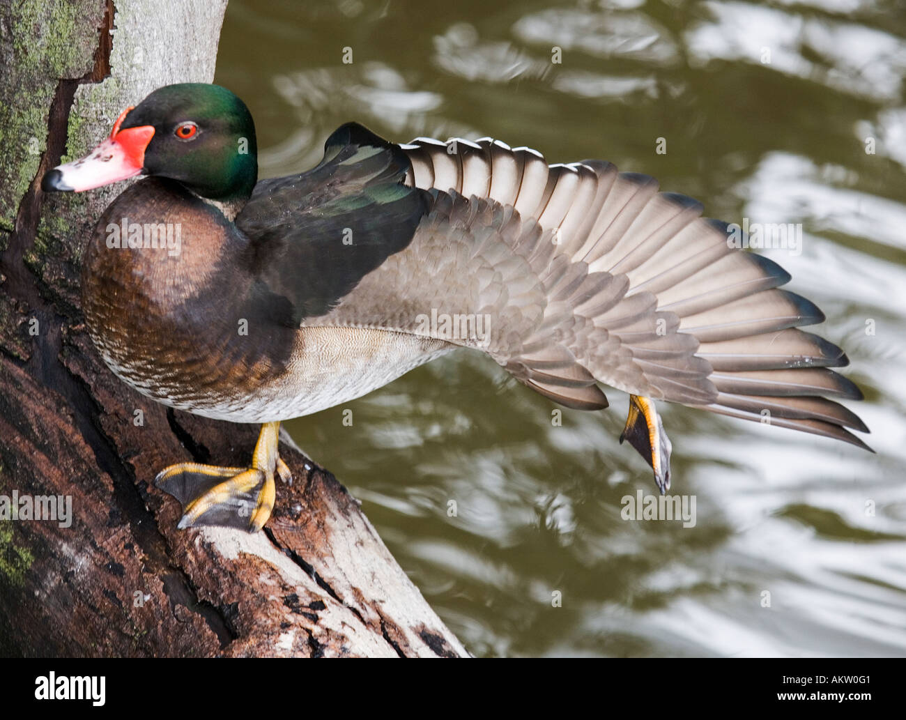 hong kong duck kowloon park Stock Photo - Alamy