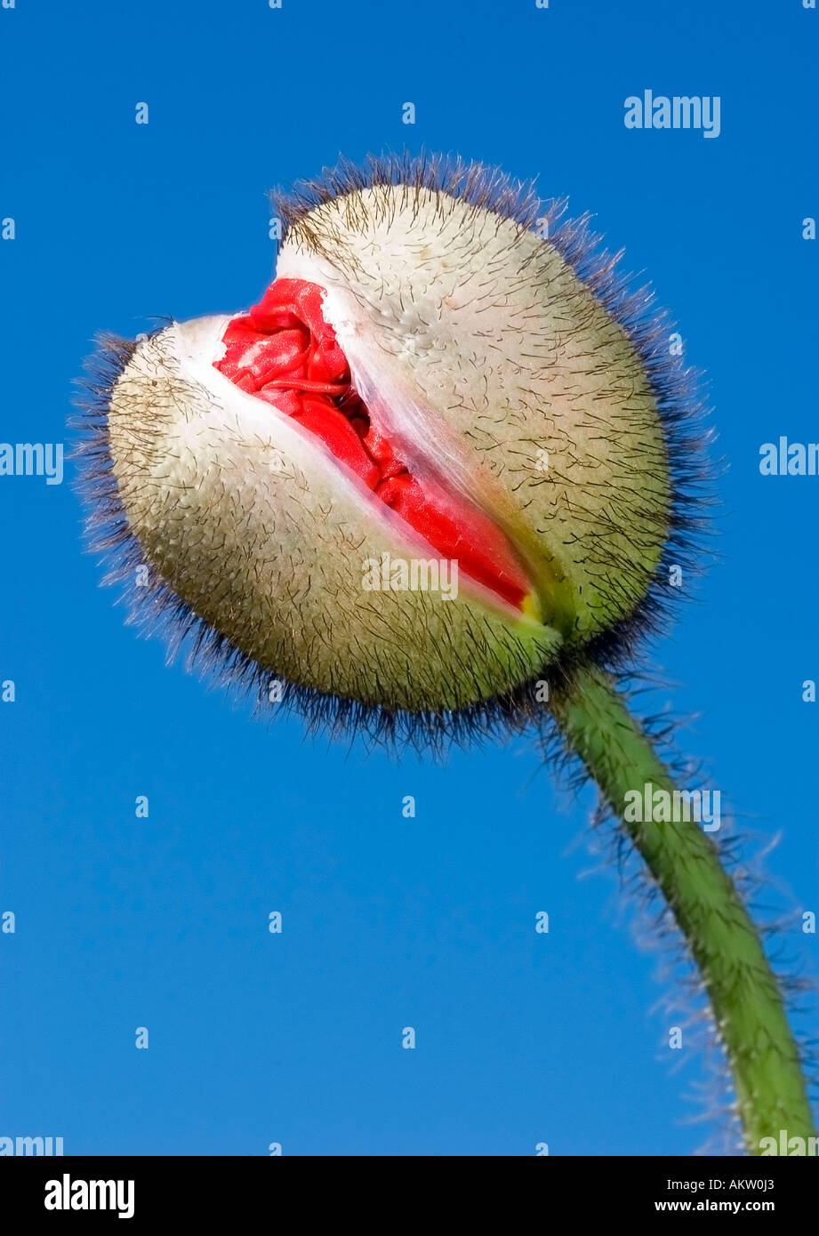 flower poppy seed flower just emerging Stock Photo - Alamy