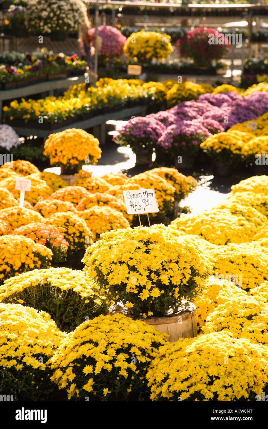 Outdoor garden center with rows of flowering mum plants Stock Photo - Alamy