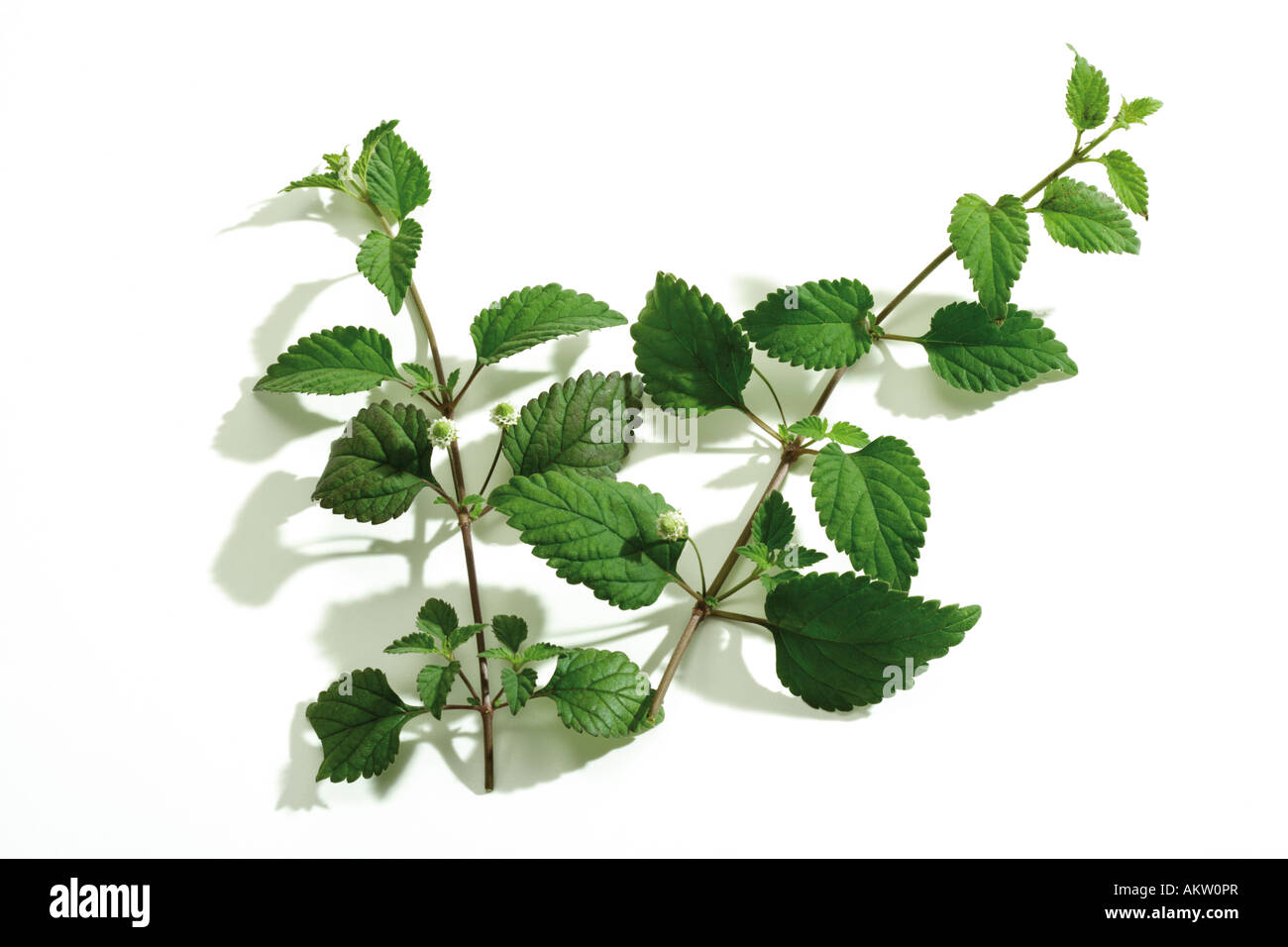 Lippia dulcis, close-up Stock Photo - Alamy