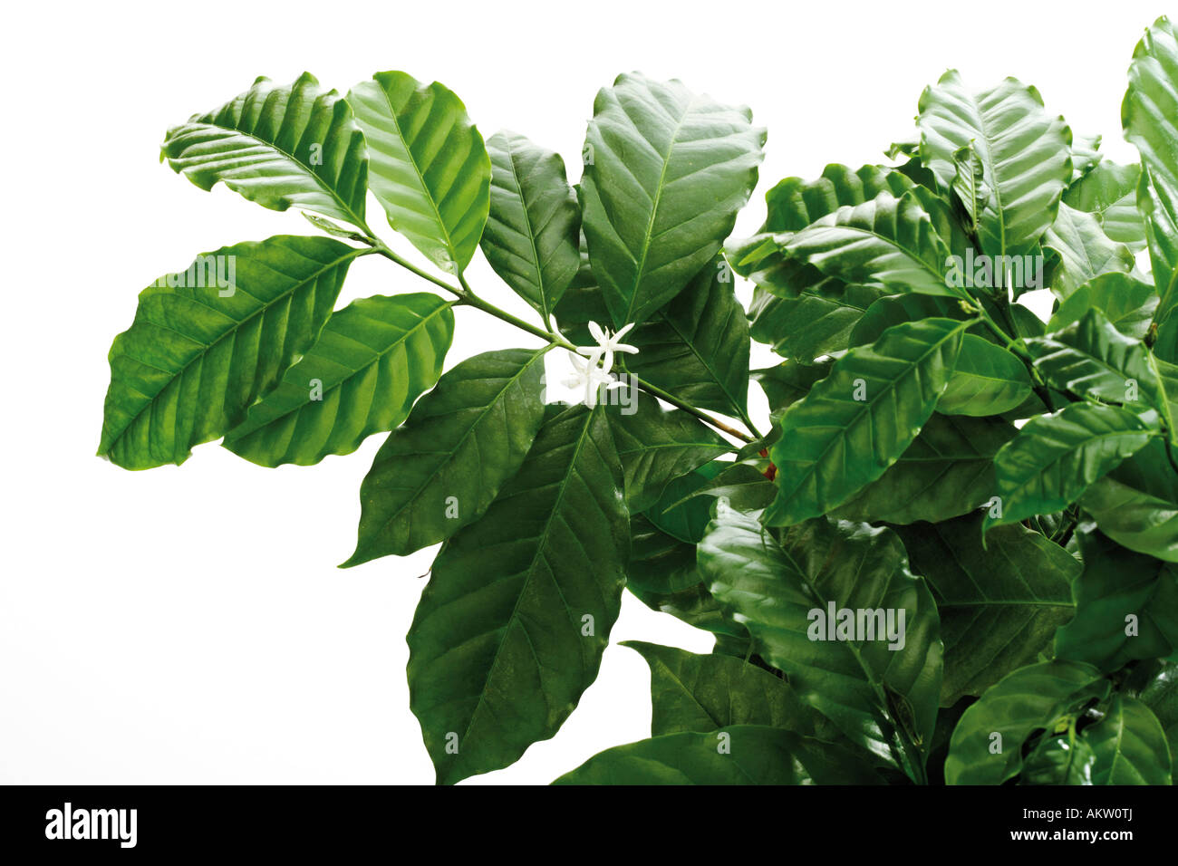 Coffee tree (Coffea arabica), close-up Stock Photo - Alamy
