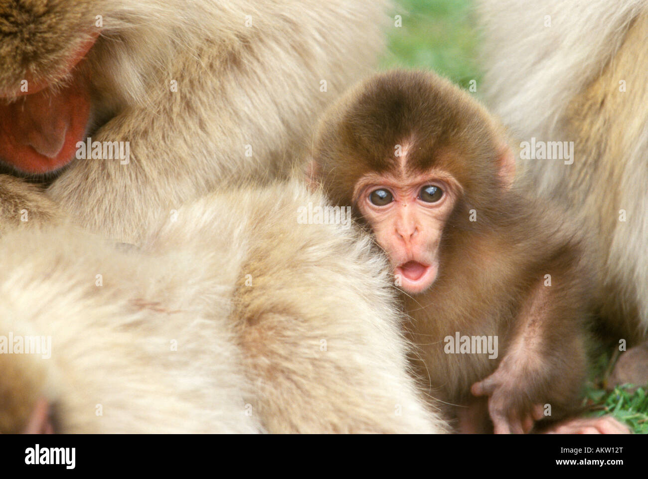 Snow Monkey Baby, Jigokudani, Nagano, Japan Stock Photo - Alamy