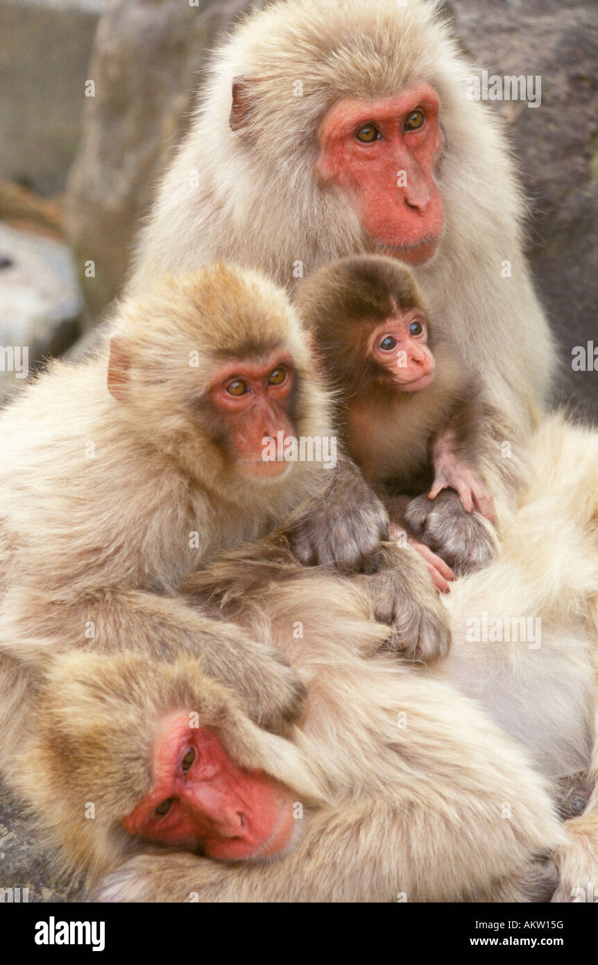 Japan, Nagano, Jigokudani, Snow Monkey Family, Japanese Macaque ...