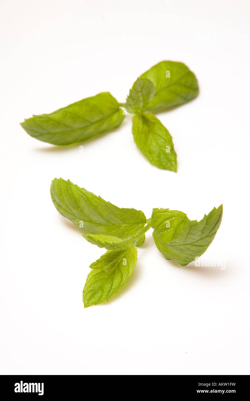 Sprigs of mint isolated on a white studio background Stock Photo - Alamy