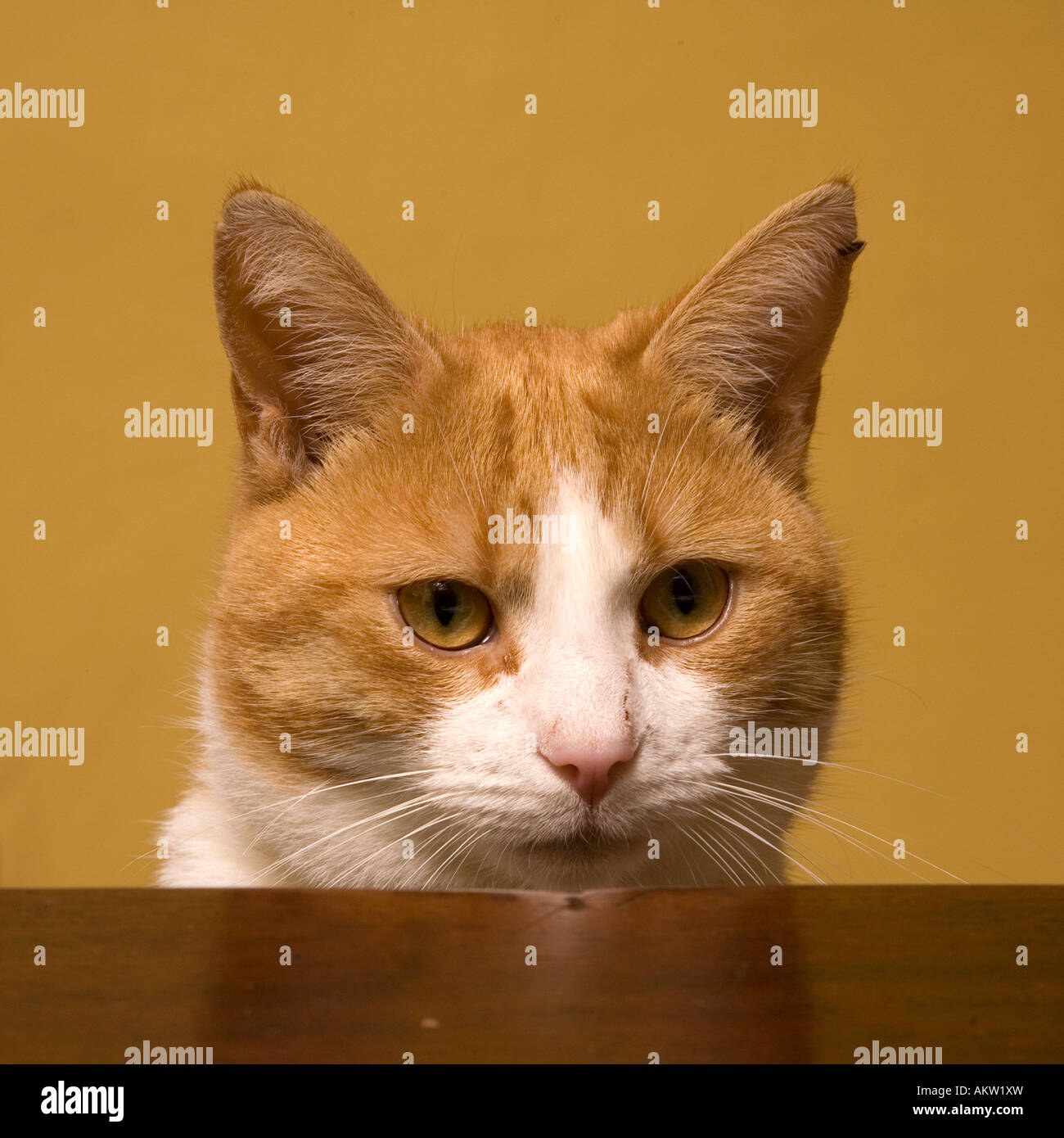 Ginger tom hi-res stock photography and images - Alamy