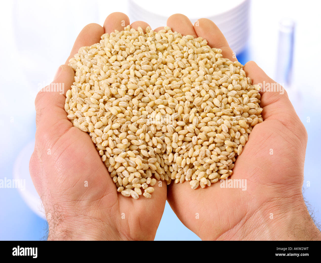 HANDFUL OF BARLEY GRAINS Stock Photo - Alamy