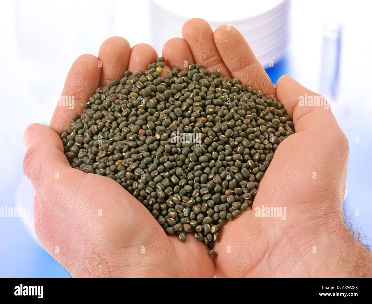 HANDFUL OF BLACK MUNG BEANS Stock Photo - Alamy