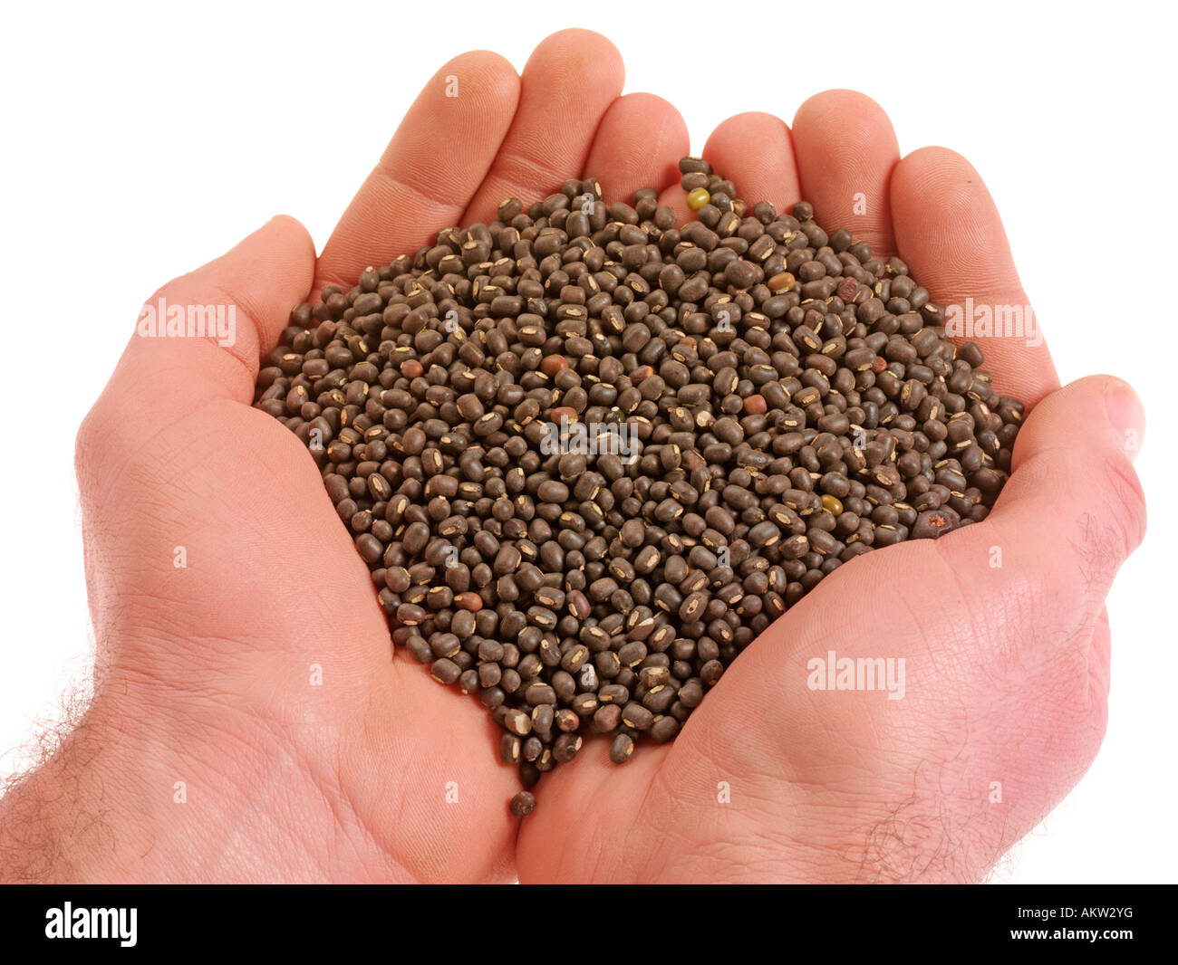 HANDFUL OF BLACK MUNG BEANS Stock Photo - Alamy