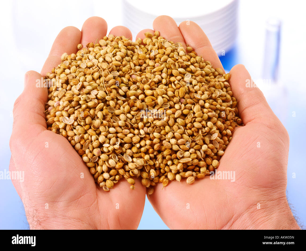 Handful coriander seeds hi-res stock photography and images - Alamy