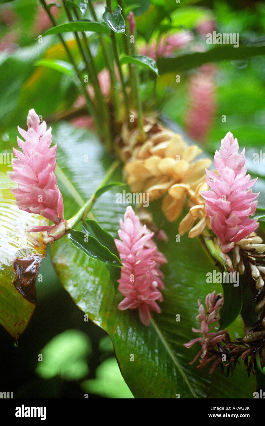 Tahitian flower Alpinia purpurat, Tahitian flower, Tahiti, French ...