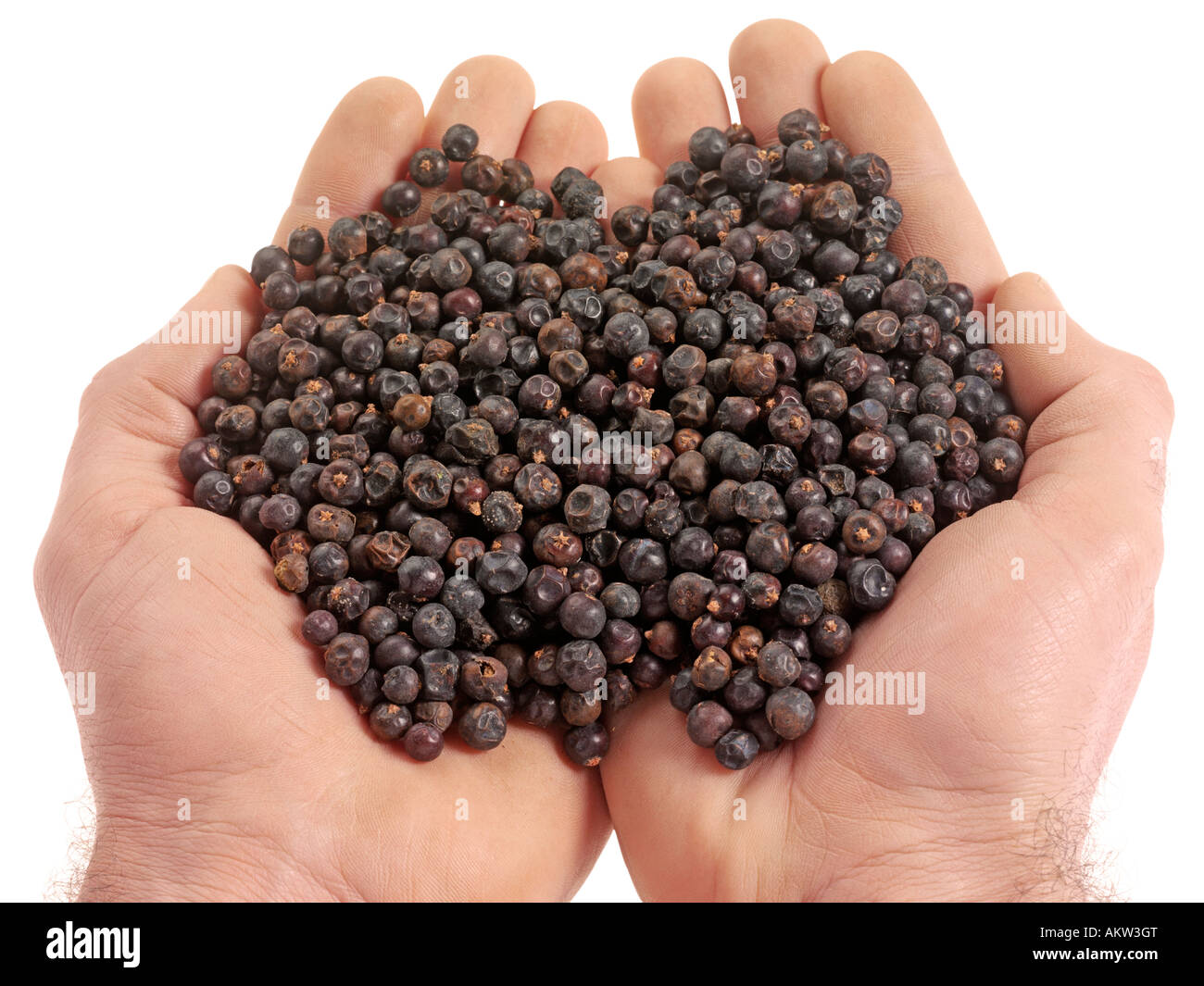 Juniper berries hand hi-res stock photography and images - Alamy