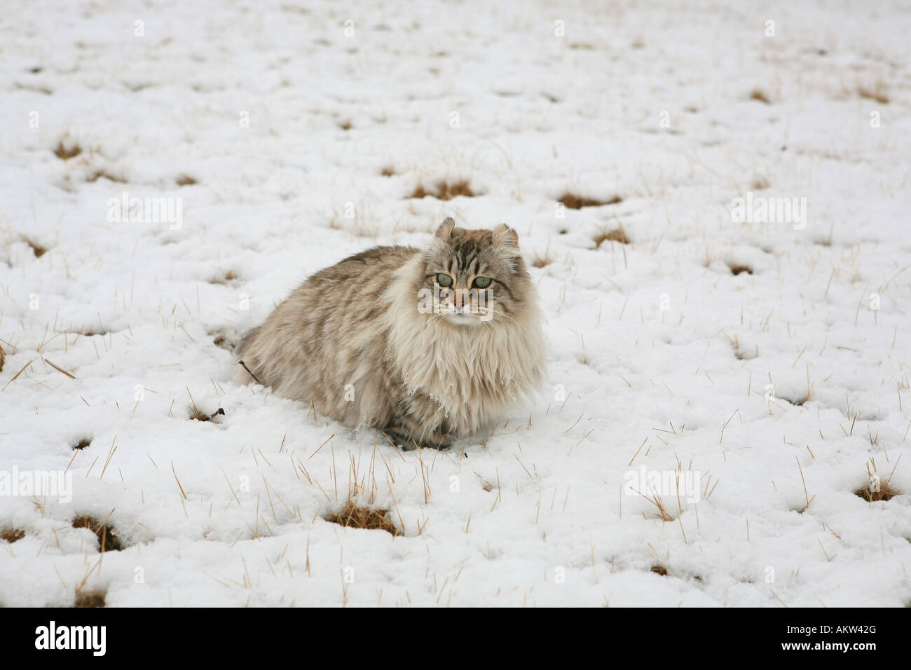 Housecat winter hi-res stock photography and images - Alamy