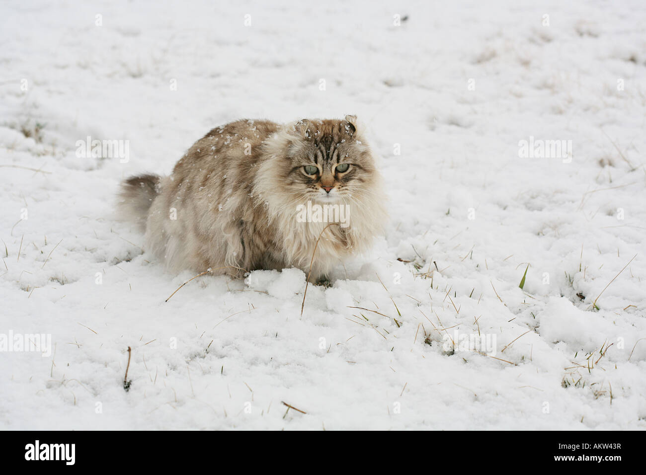 Cat in snow storm Stock Photo - Alamy