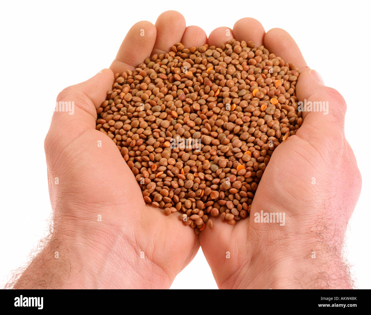 HANDFUL OF BROWN LENTILS Stock Photo - Alamy