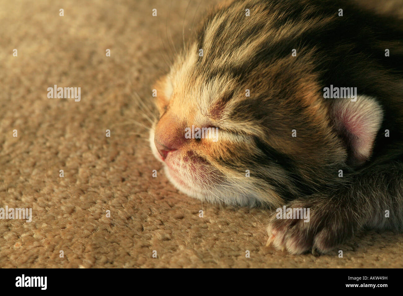Adorable brown Bengal kitten sleeping on tan background Stock Photo - Alamy
