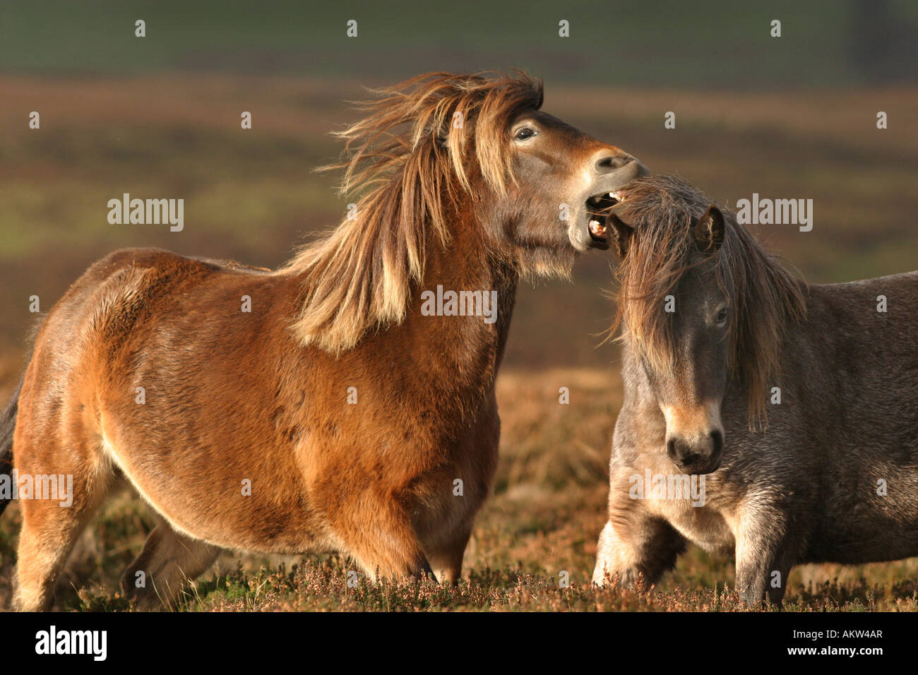 Exmoor ponies biting and playing Stock Photo - Alamy