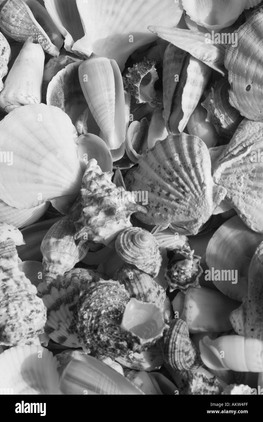 Univalves hi-res stock photography and images - Alamy