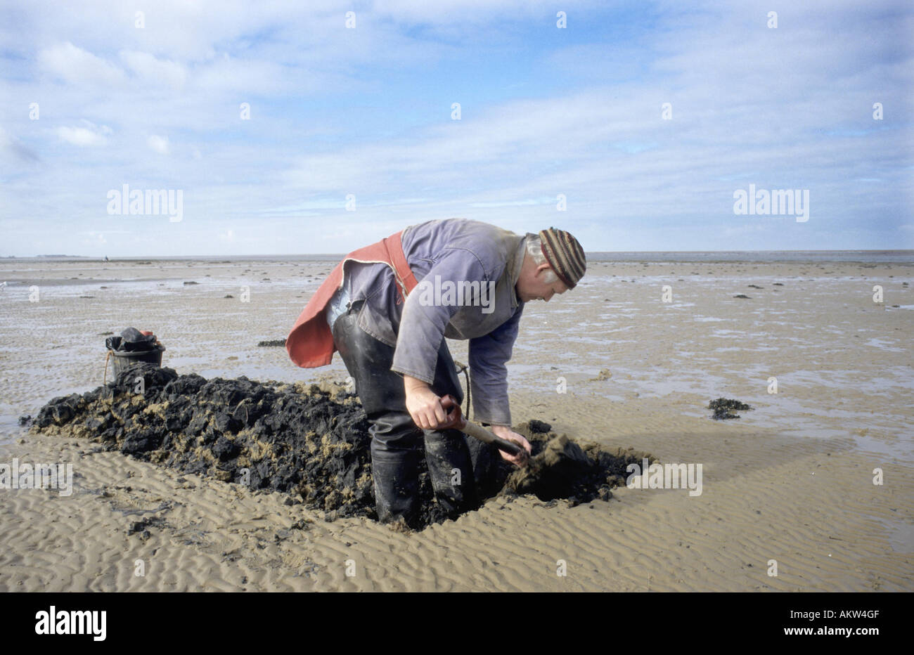 Bait digging for lugworms north norfolk coast UK November Stock Photo ...