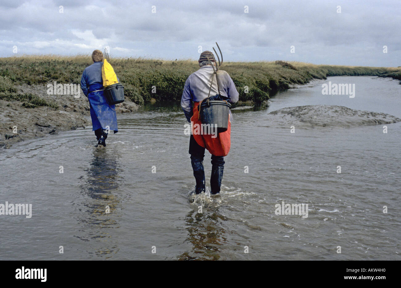 Bait digging for lugworms walking towards digging area north norfolk ...
